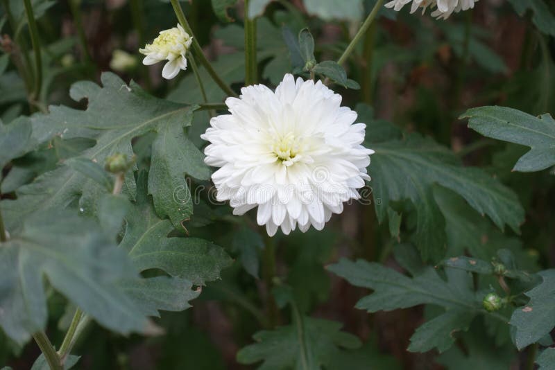 One White Flower of Chrysanthemum Stock Image - Image of foliage ...
