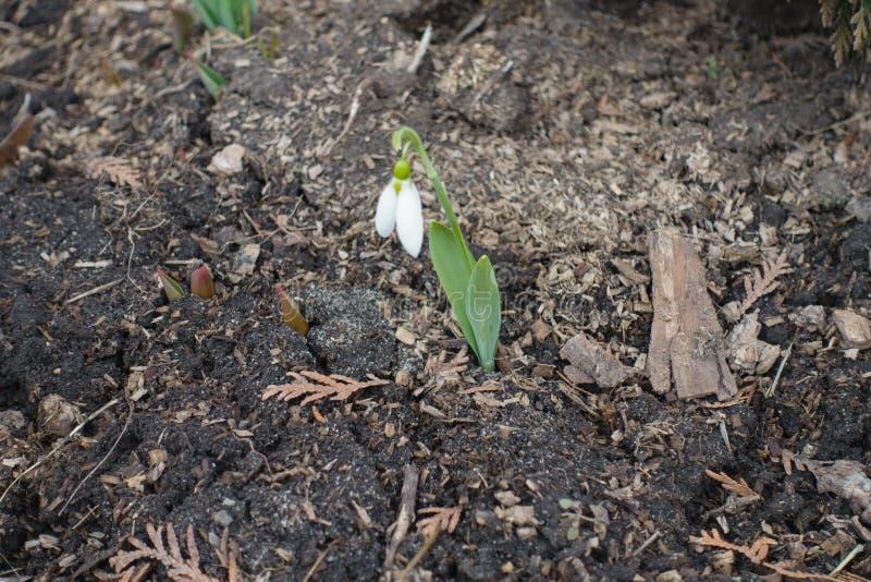 One White Flower of Snowdrop in March Stock Image - Image of grassy ...