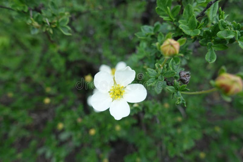 One White Flower of Dasiphora Fruticosa Stock Photo - Image of garden ...