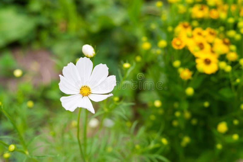 One white flower stock photo. Image of white, petals - 75129766