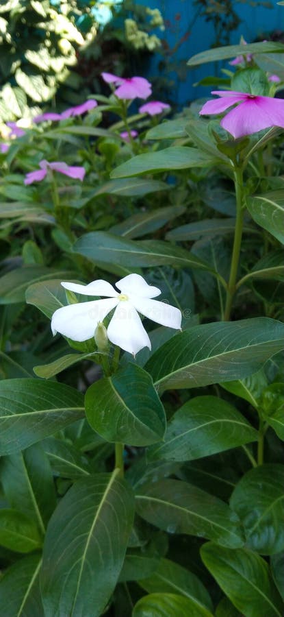 One White Flower in the Garden of Bandung Stock Photo - Image of garden ...