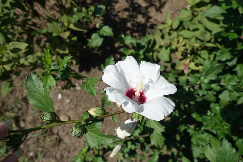 One White Flower of Hibiscus Syriacus Stock Photo - Image of lush ...