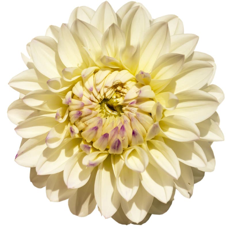 One White Flower Isolated Top View Stock Image - Image of botany ...