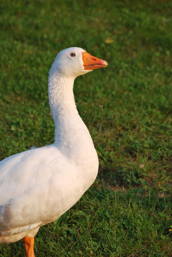 A Watchful Goose Closeup stock image. Image of goose - 153264071