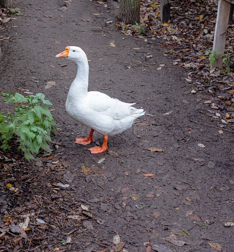 One White Goose is Standing on the Ground Next To a Green Bush Stock ...