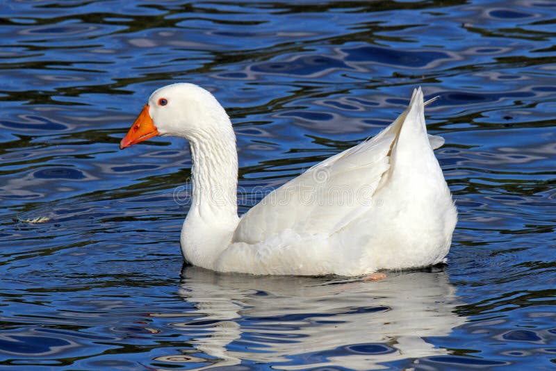 One White Goose stock photo. Image of wild, wildlife - 72039926