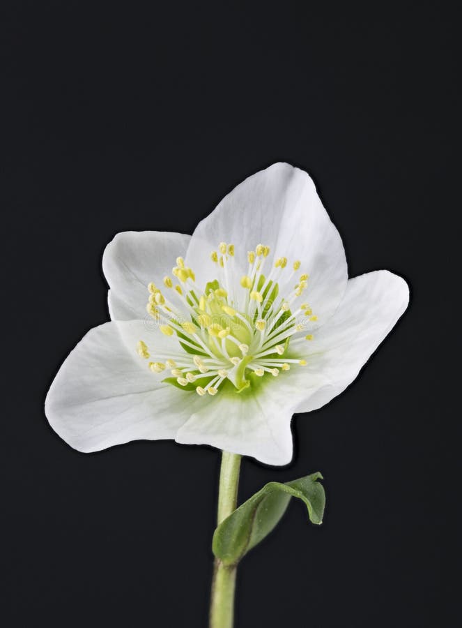 White Hellebore Veratrum Album Stock Photo - Image of flora, grass ...