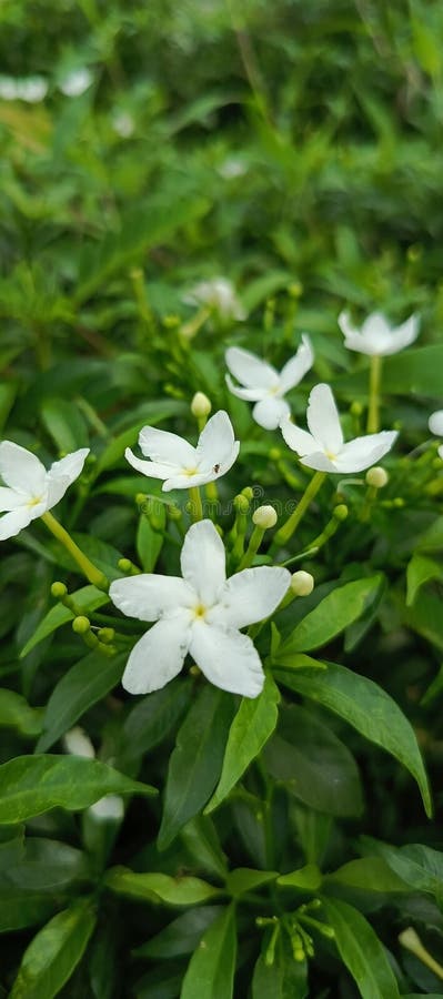 One of White Jasmine Flower Stock Photo - Image of yard, jasmine: 365803656