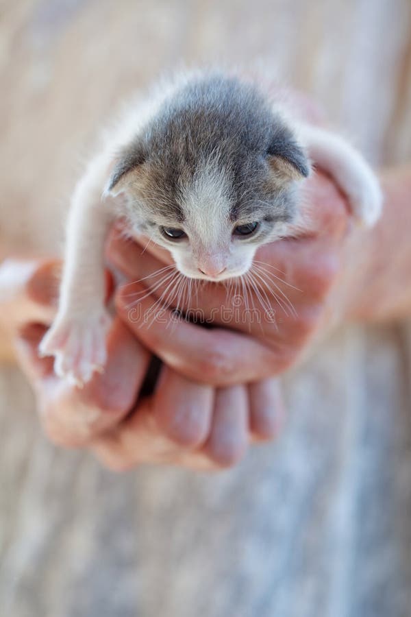 One white kitten in hand stock photo. Image of domestic - 294264190