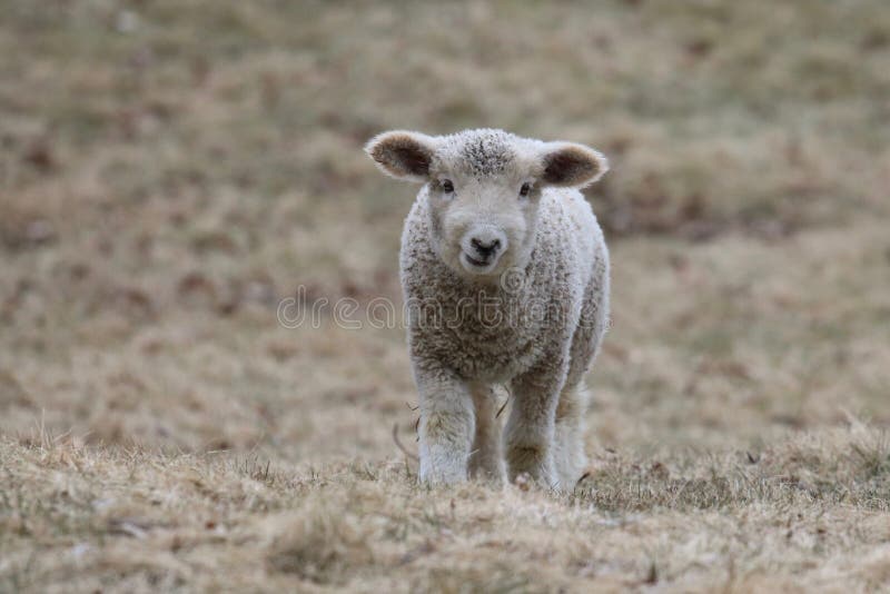 One White Lamb in a Pasture Stock Photo - Image of little, lambs: 114933350