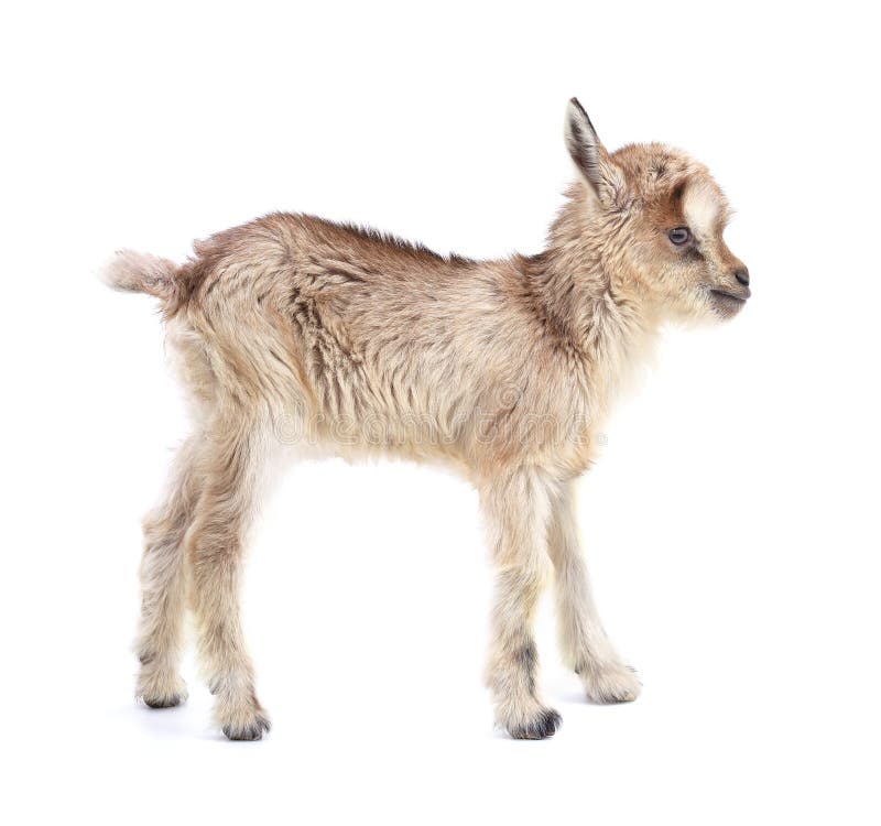 One white little goat stock image. Image of domestic - 250044201