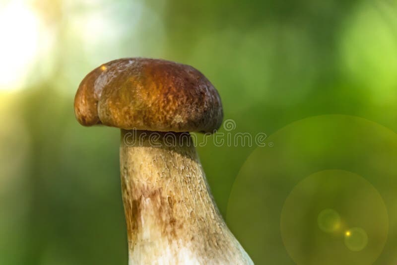 One White Mushroom Bokeh Blur . Stock Photo - Image of bright, autumn ...