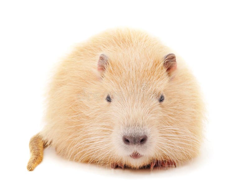 White Nutria Eats in the Pond Stock Photo - Image of nature, river ...