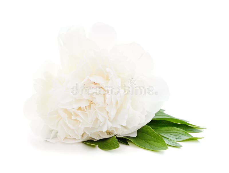 One white peony stock image. Image of floral, lush, detail - 224443675
