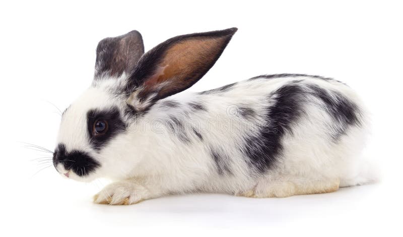 63,479 Black Spots Stock Photos - Free & Royalty-Free Stock Photos from ...