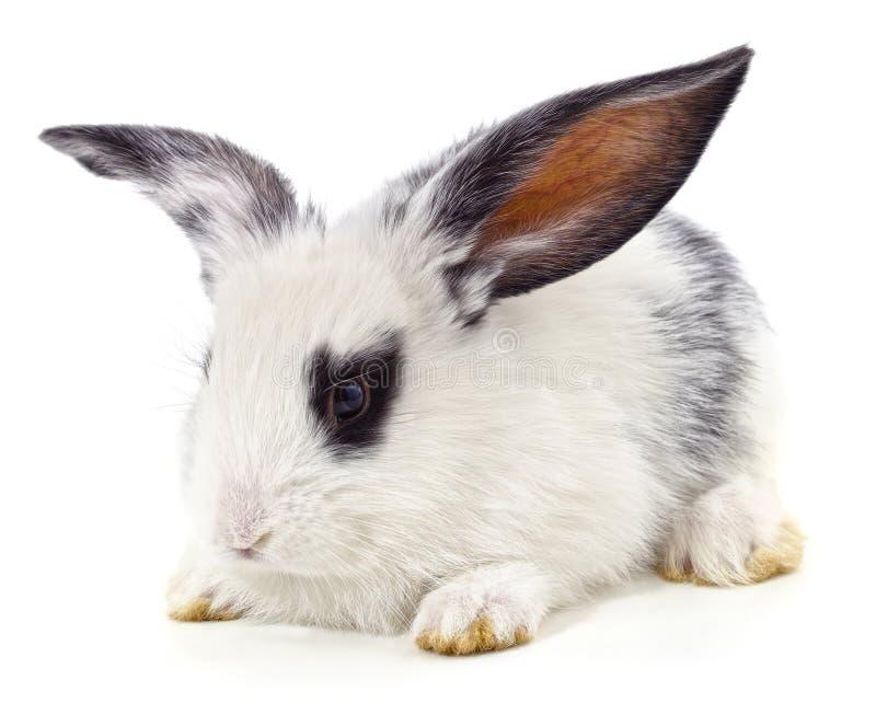 One White Rabbit with Black Spots Stock Photo - Image of mammals ...