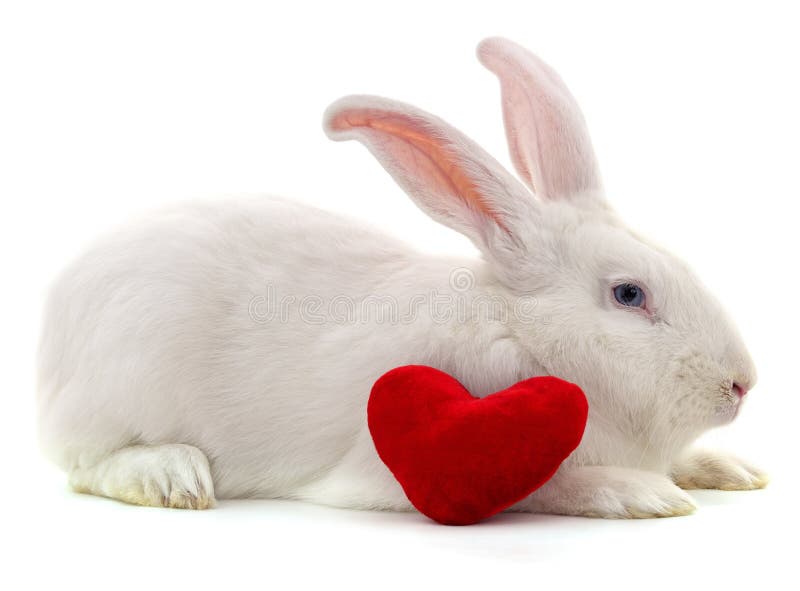 Rabbit with red heart stock image. Image of object, adorable - 18995899