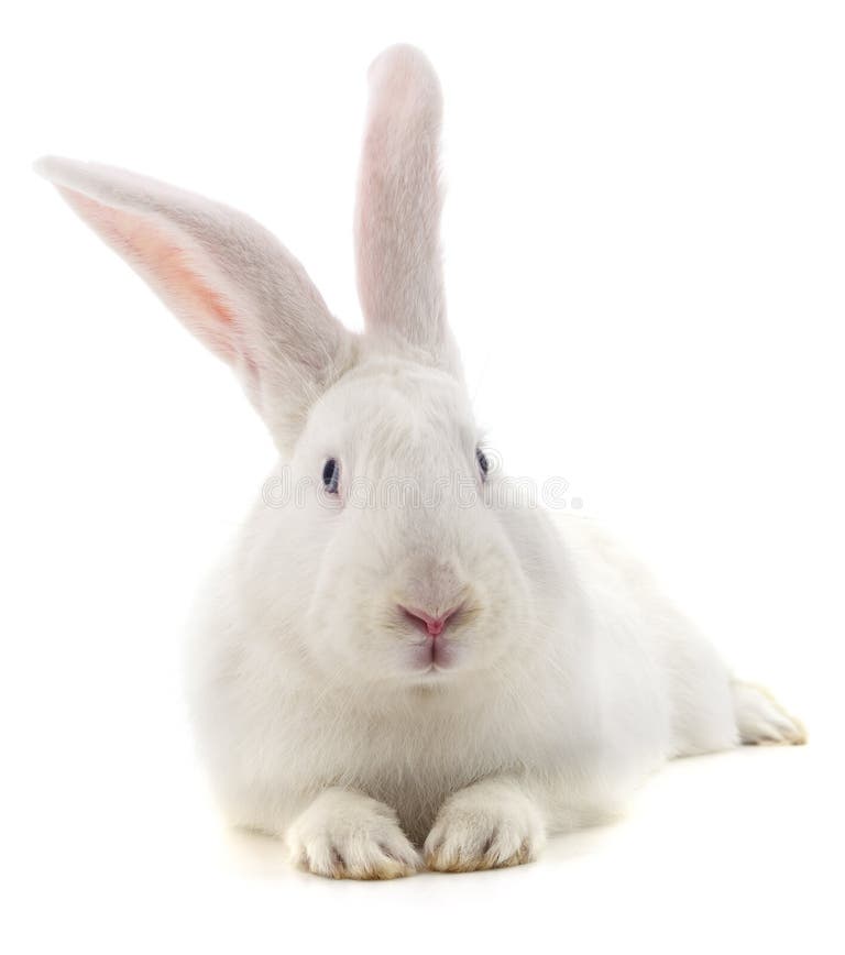 169,848 White Rabbit Stock Photos - Free & Royalty-Free Stock Photos ...