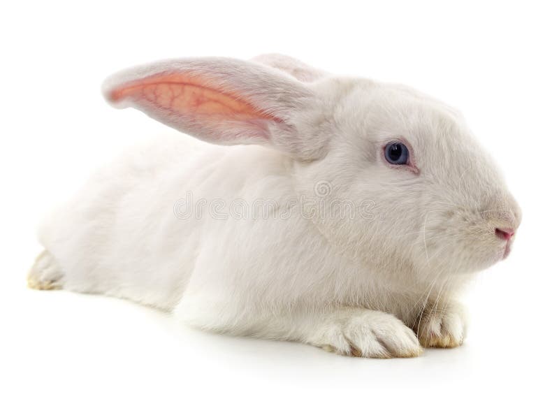 One white rabbit stock image. Image of mammals, rabbit - 179819377