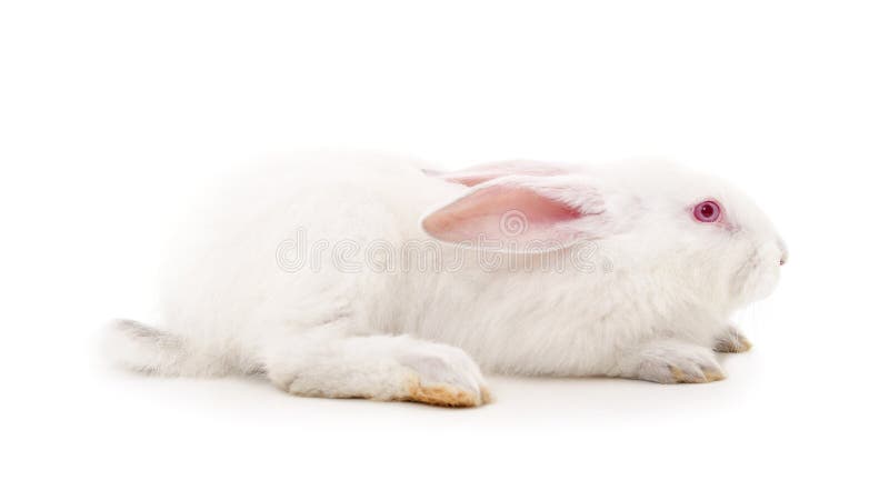 White Rabbit with Brown Chickens Stock Image - Image of coward, bird ...