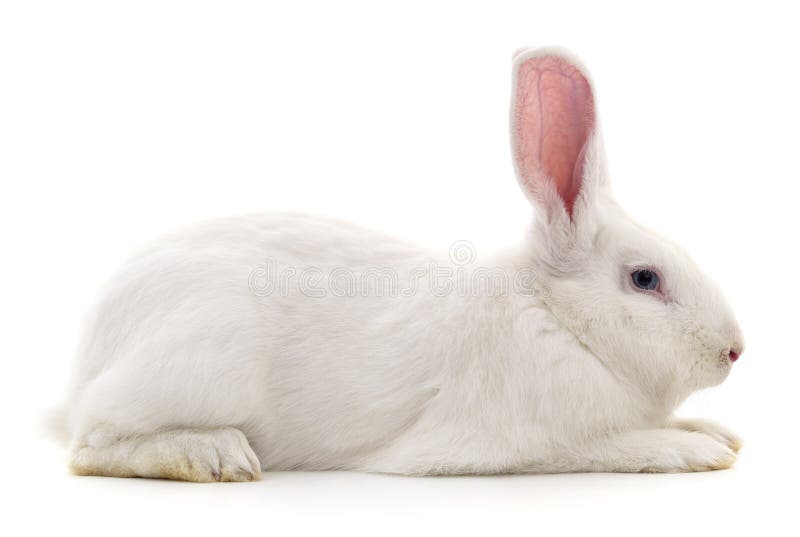 One white rabbit stock image. Image of mammals, affectionate - 171199825
