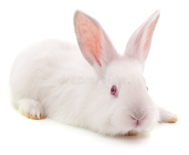 One white rabbit stock image. Image of farm, wildlife - 269757531
