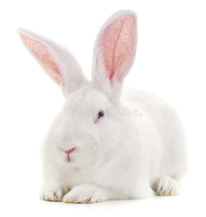 One white rabbit stock photo. Image of farm, mammals - 270651604