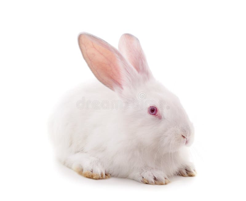 White Rabbit Isolated on White Stock Photo - Image of animal, tame: 8386462