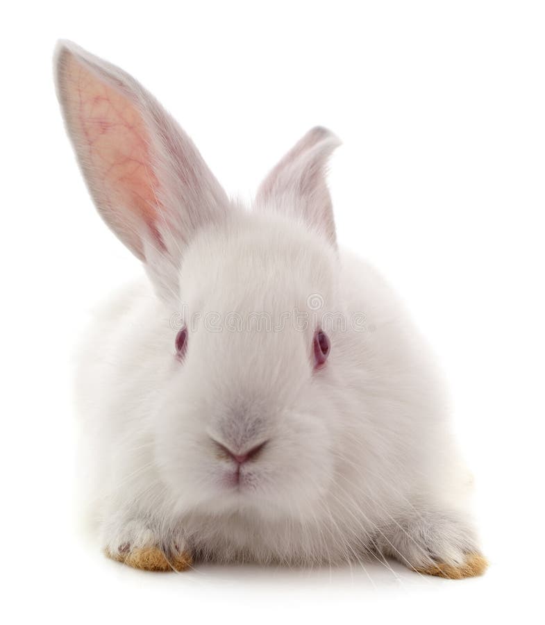 27,537 White Rabbit Isolated Background Photos - Free & Royalty-Free ...