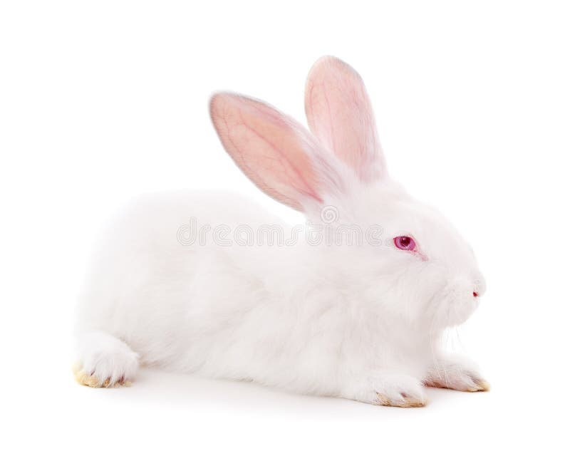 One white rabbit stock image. Image of meat, friend - 200218833