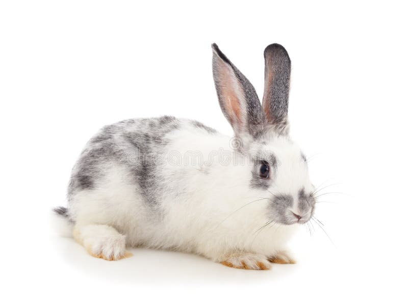 One white rabbit stock image. Image of meat, friend - 200218833