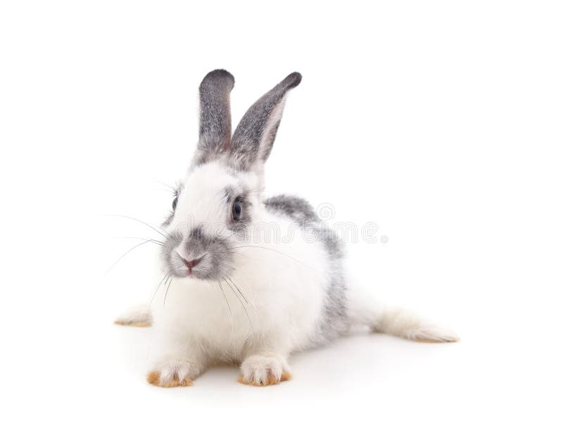 423 Delicatessen Rabbit Stock Photos - Free & Royalty-Free Stock Photos ...