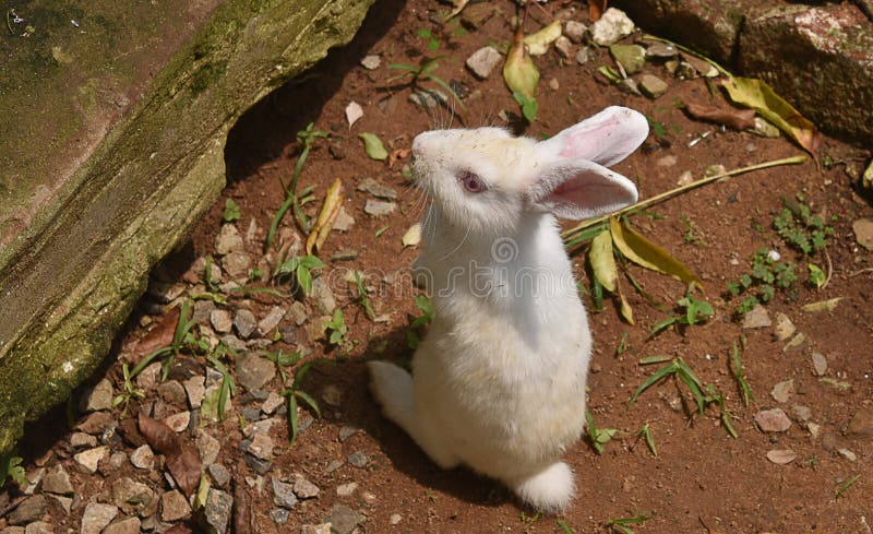 One white rabbit standing stock image. Image of rabbit - 117206275
