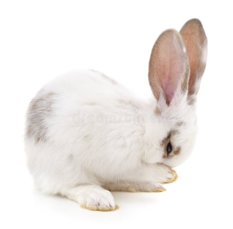 One white rabbit stock image. Image of mammals, affectionate - 171199825