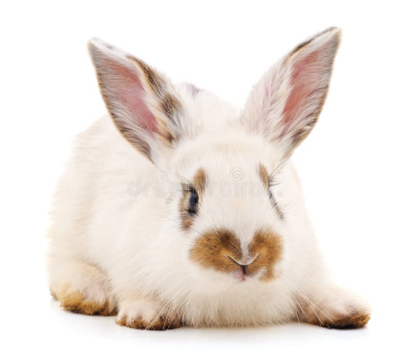 One White Rabbit with Yellow Spots Stock Image - Image of closeup, baby ...
