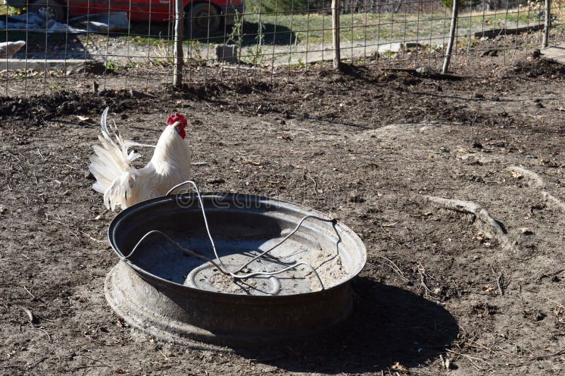 One white rooster stock photo. Image of white, animal - 131685512