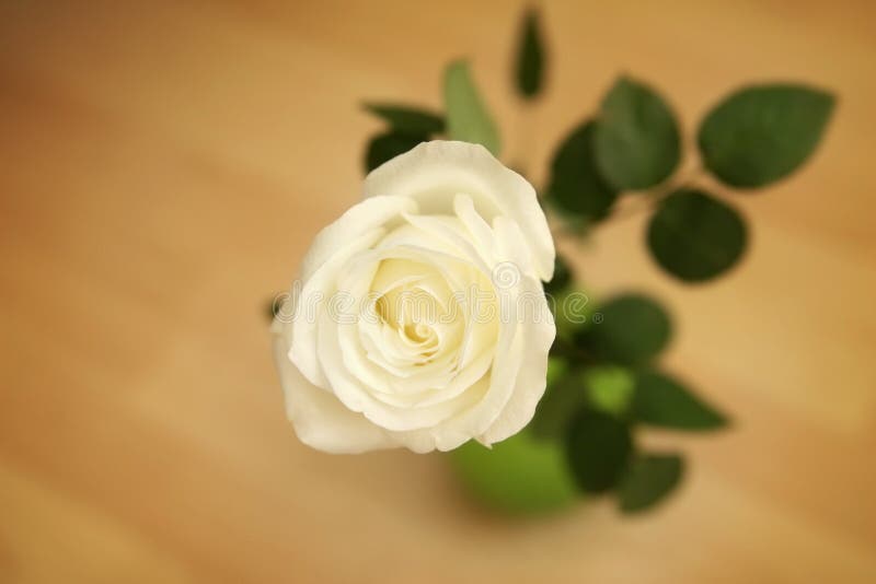 One white rose stock image. Image of garden, love, season - 4969635