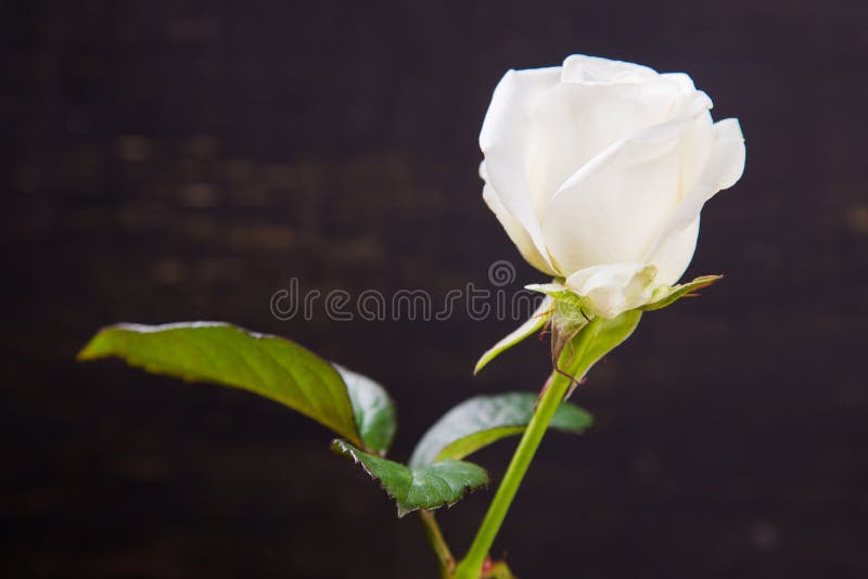 One white rose stock image. Image of bloom, front, isolated - 73908761