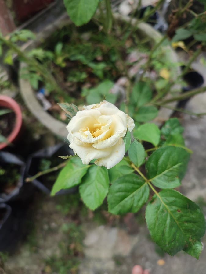 A One and only White Rose is Blooming Stock Photo - Image of wildflower ...