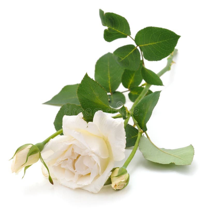 One white rose stock image. Image of blossom, weddings - 171757223