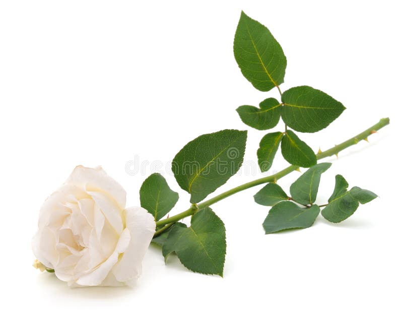 One white rose stock photo. Image of flowerbed, soft - 195725546