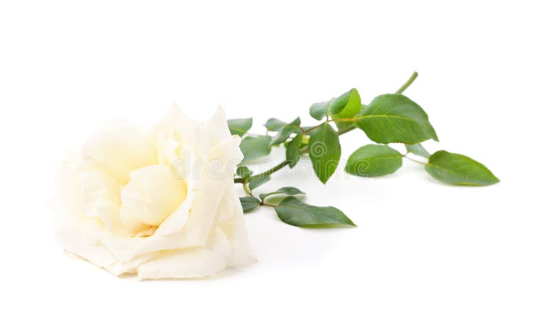 One white rose stock photo. Image of head, green, delicate - 237195958