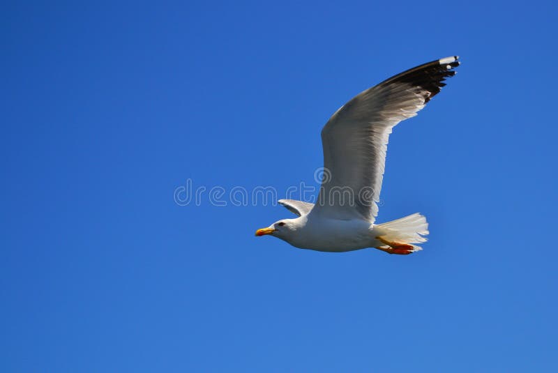 Gull, Wings Spread in Flight Stock Photo - Image of seabird ...