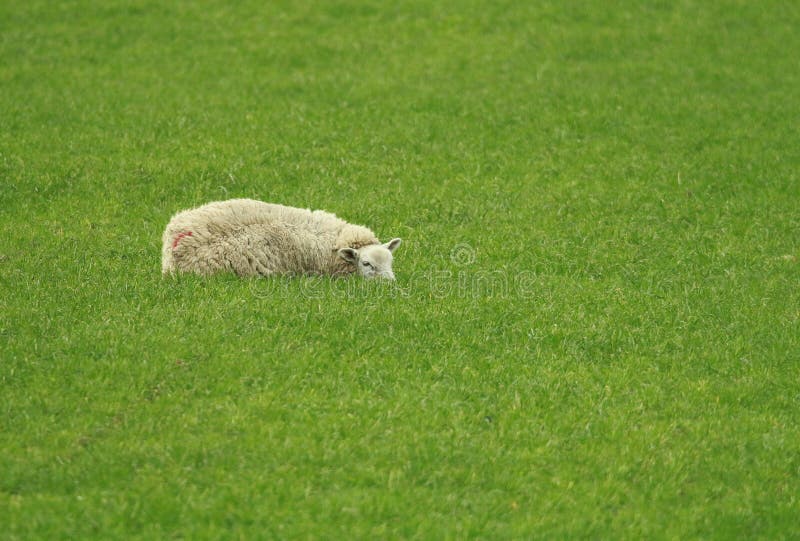 One White Sheep Lying Down on the Green Grass Stock Image - Image of ...