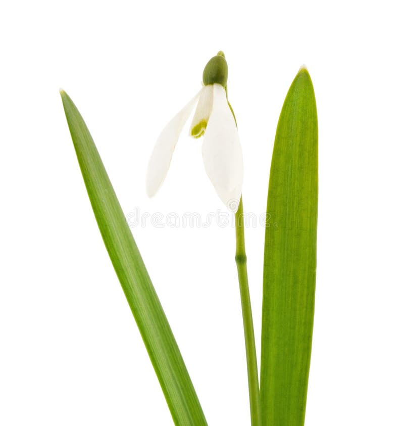 One White Snowdrop with Leaves Stock Image - Image of closeup, green ...