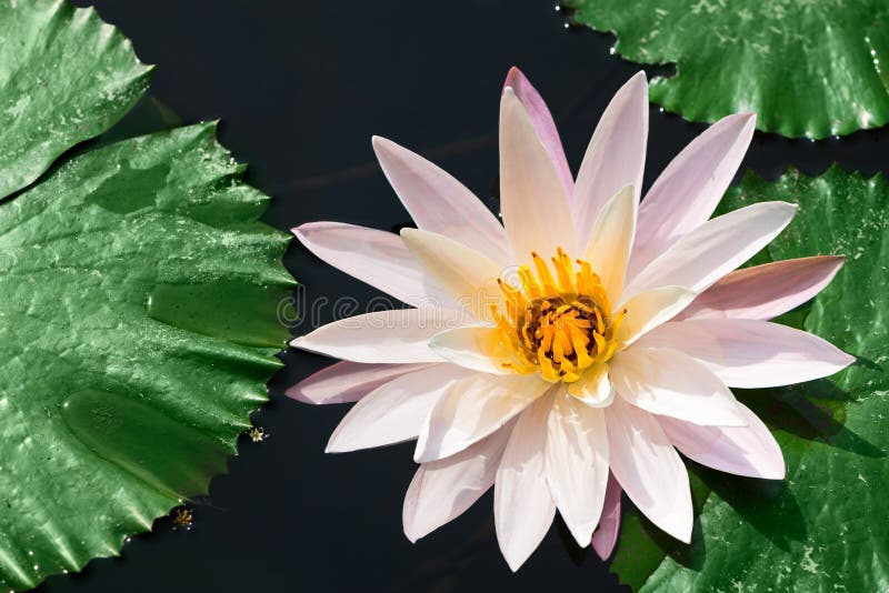 One white water lily stock photo. Image of lake, petals - 27668010