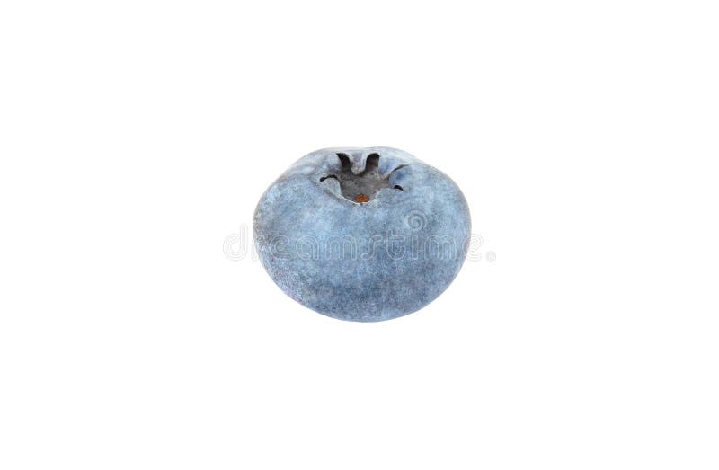 Blueberry Whole One Berry Blue Side View Isolated on White Background ...