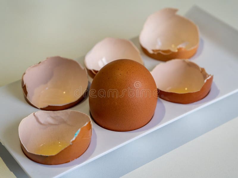 One Whole Chicken Egg among the Shells Stock Image - Image of opened ...