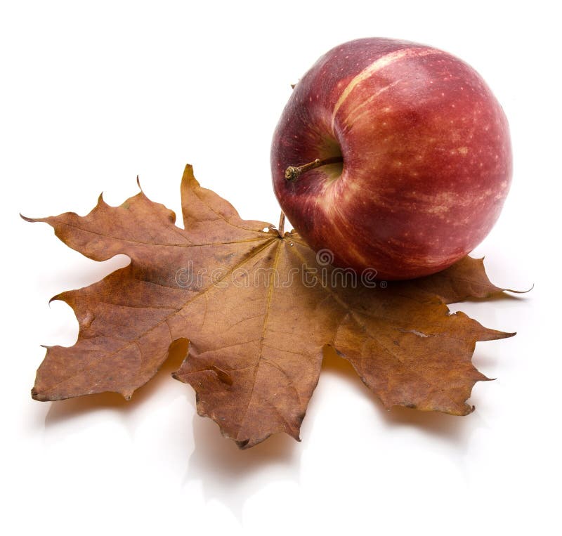 Apple&Maple stock photo. Image of seasonal, fall, leaves - 1486258