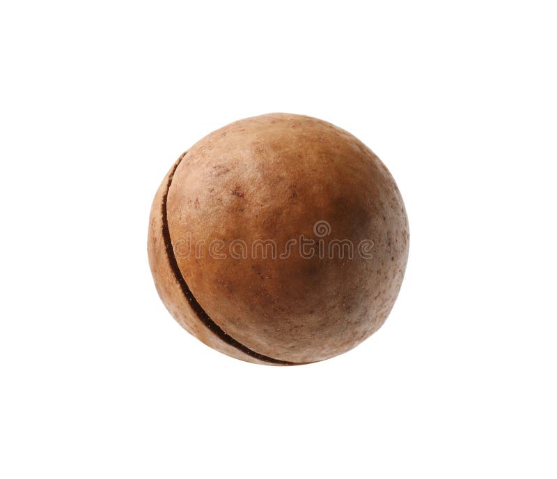 One Whole Macadamia Nut Isolated on White Stock Image - Image of ...